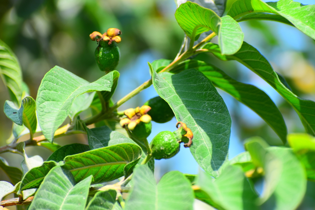 Common guava from Cd Valles, S.L.P., México on May 10, 2023 at 09:52 AM ...