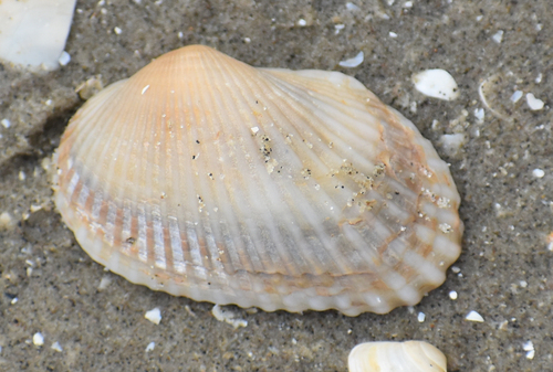 Pata de mula (Anadara transversa)