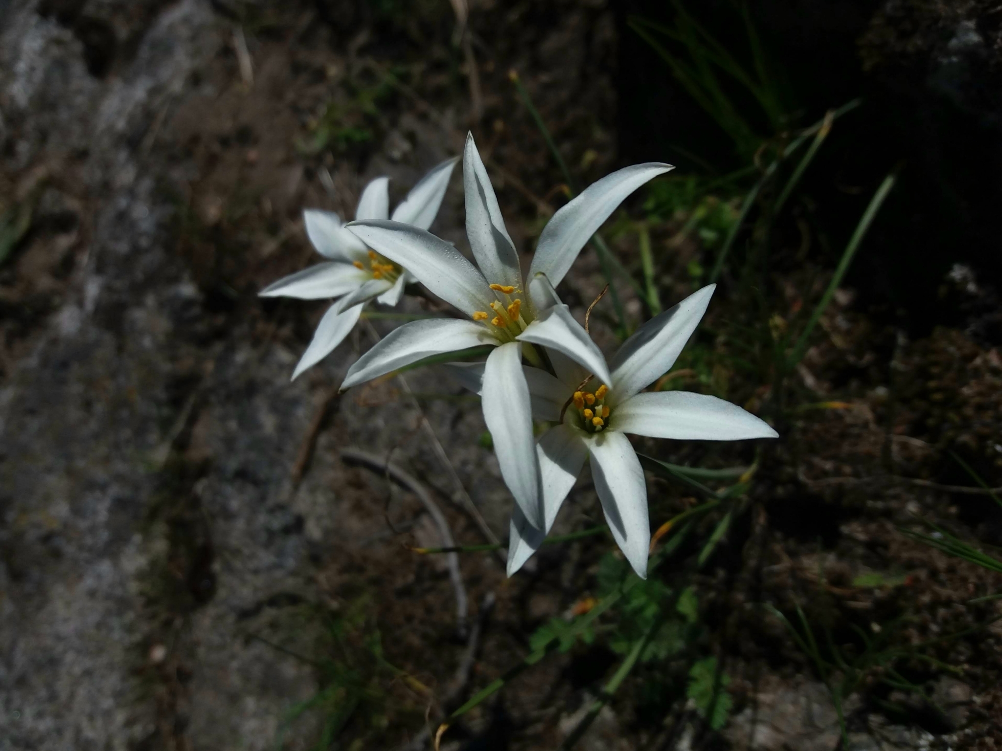 Tristagma patagonicum (Baker) Traub