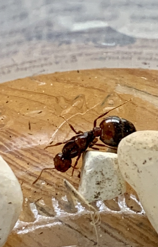 Red Imported Fire Ant from Sweet Bay Dr, Pace, FL, US on May 10, 2023 ...