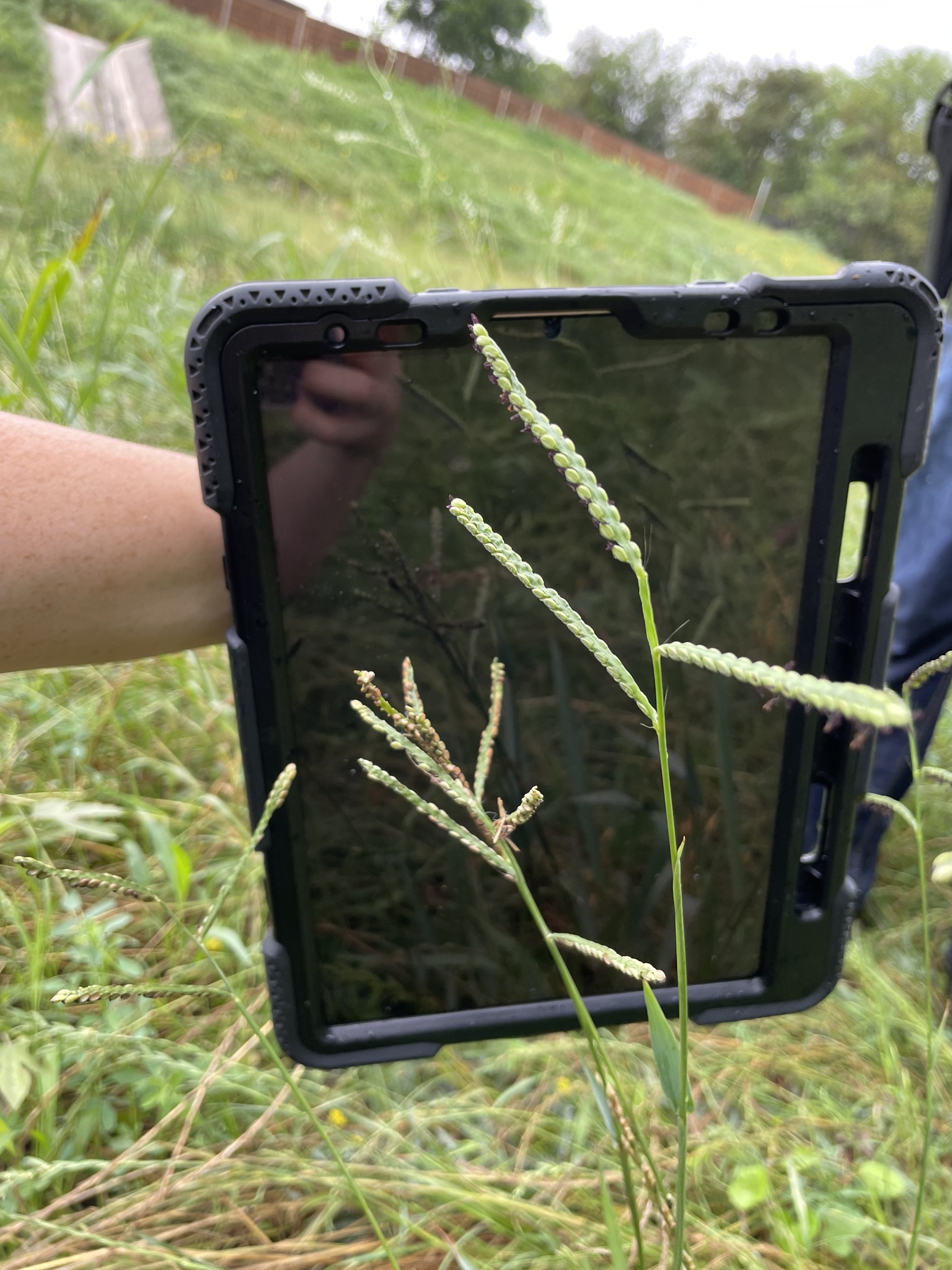 Paspalum pubiflorum Rupr. ex E.Fourn.