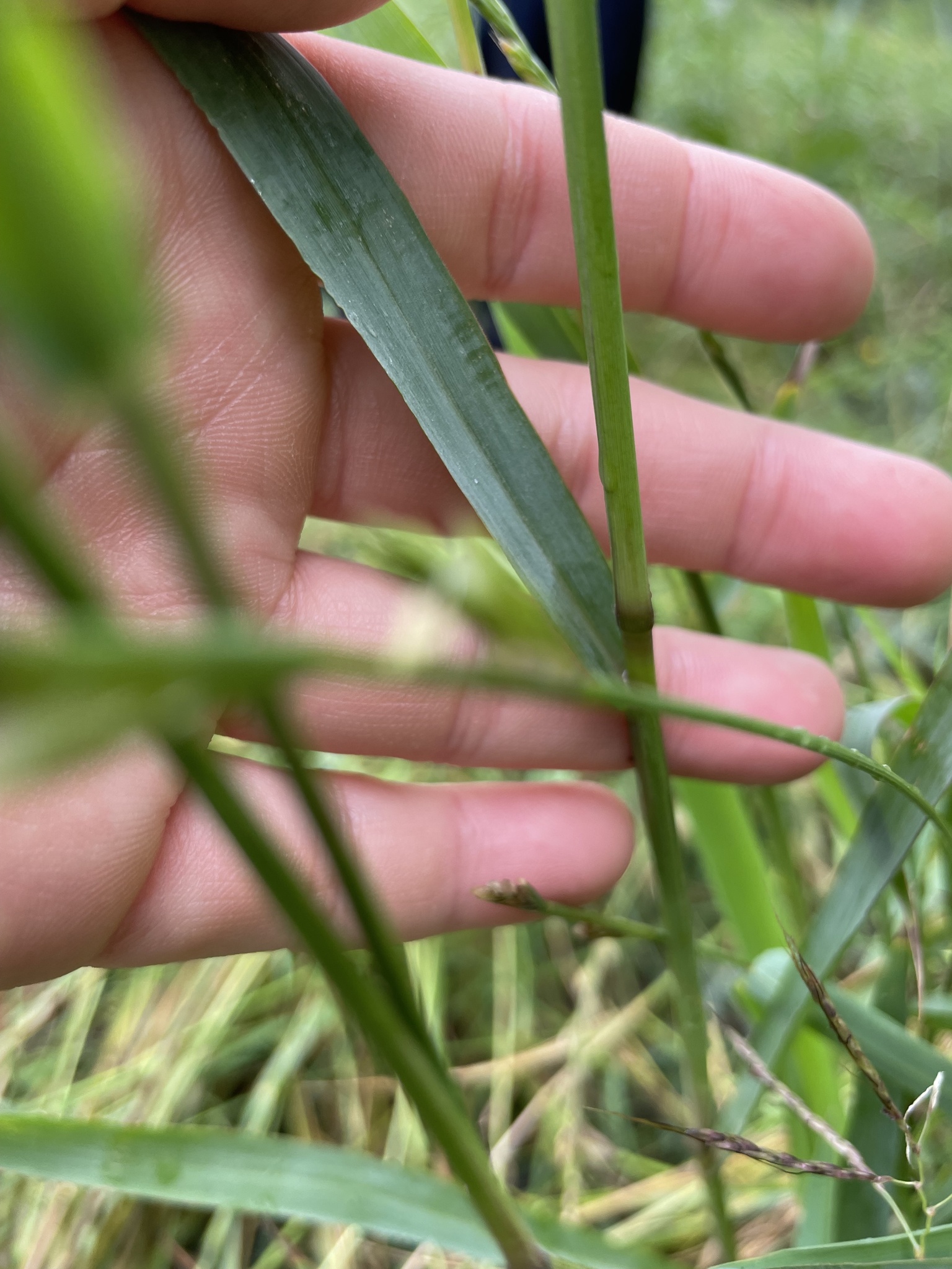 Paspalum pubiflorum Rupr. ex E.Fourn.