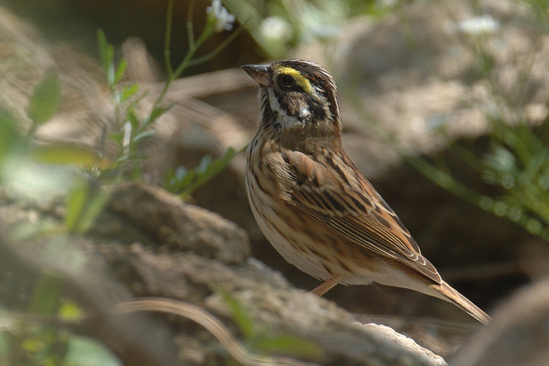 Yellow-browed Bunting (Hainan Birds) · iNaturalist