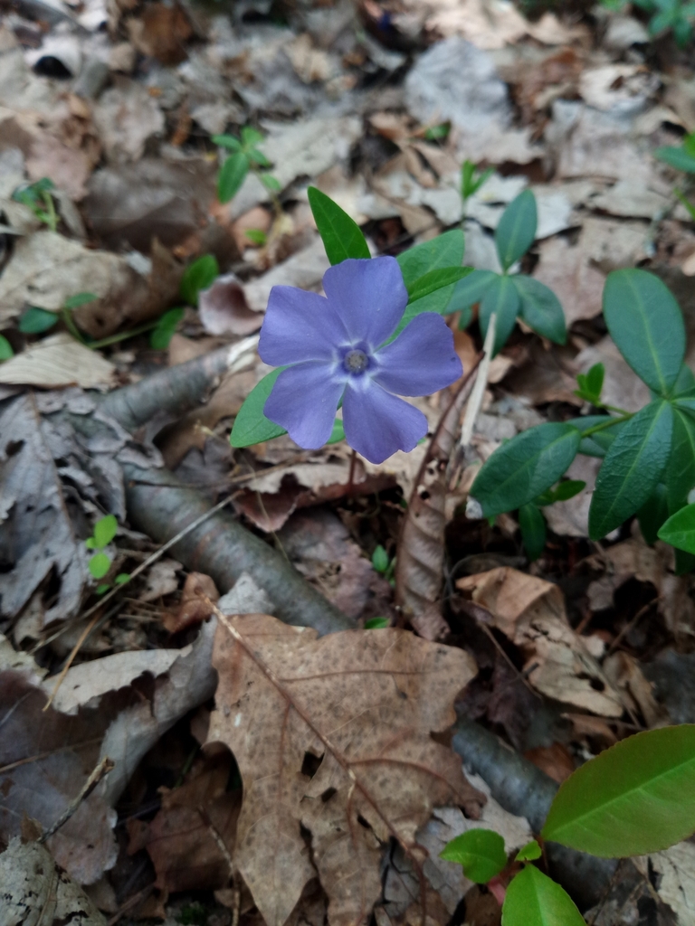 lesser periwinkle from Route 9, Moreau, NY 12831, États-Unis on May 10 ...