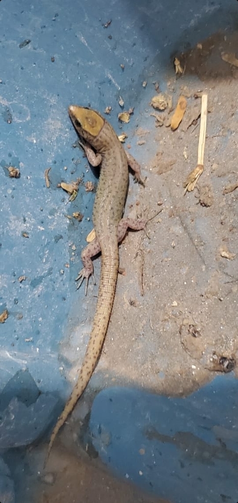 Zacatecas Night Lizard from Los Leandros, Zac., México on May 7, 2023 ...