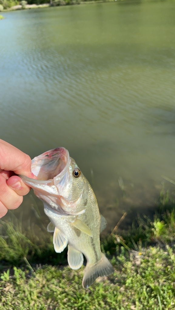 Largemouth Bass from Saltville, VA, US on May 9, 2023 at 05:46 PM by ...