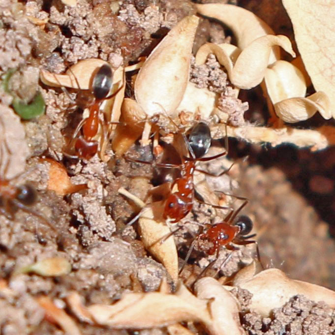 Bicolored Pyramid Ant from Canoa Ranch, AZ, USA on May 6, 2023 at 11:44 ...
