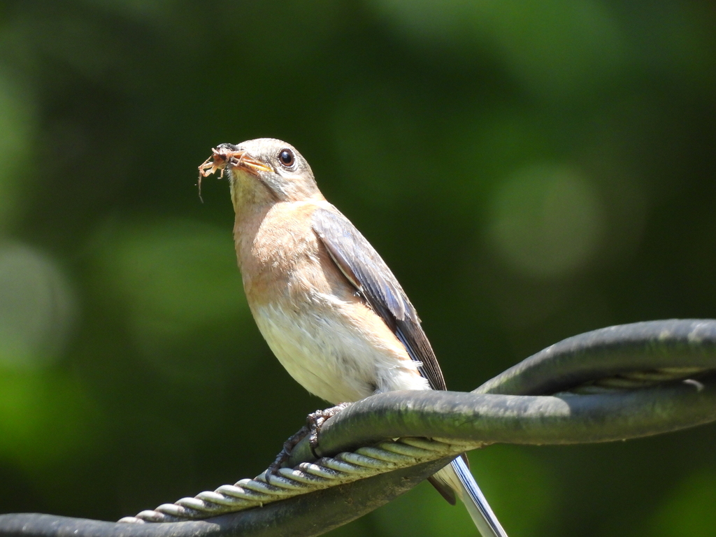 Eastern Bluebird in May 2023 by ncb1221 · iNaturalist