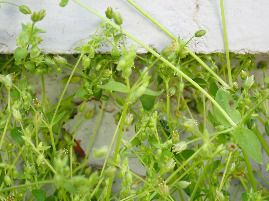 lesser chickweed from Goshen, IN, USA on May 10, 2023 at 12:46 PM by ...
