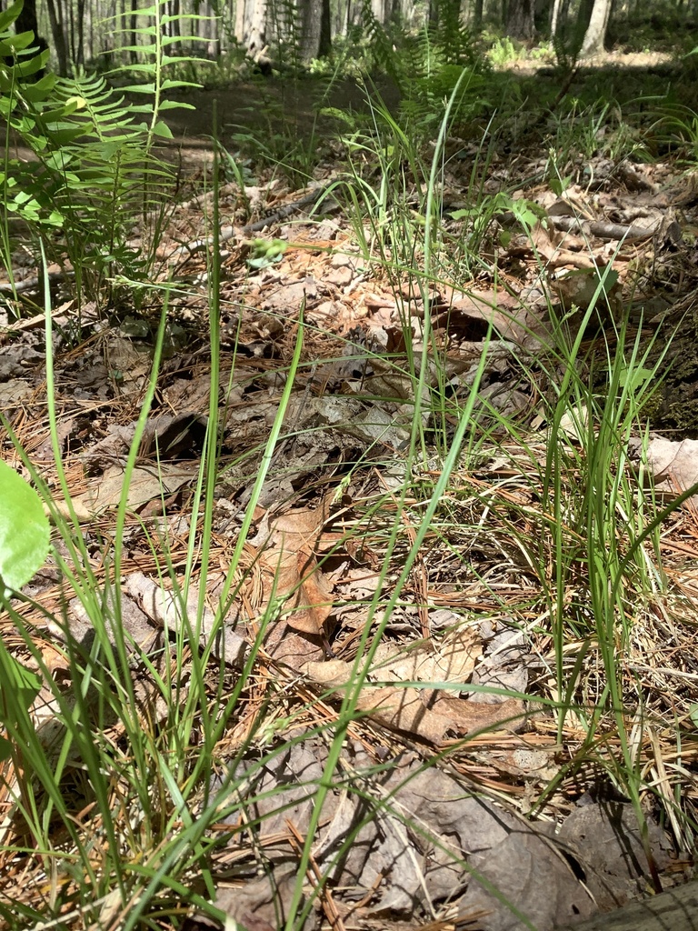 Slender Oak Sedge from Caldwell, WV, US on May 10, 2023 at 02:53 PM by ...