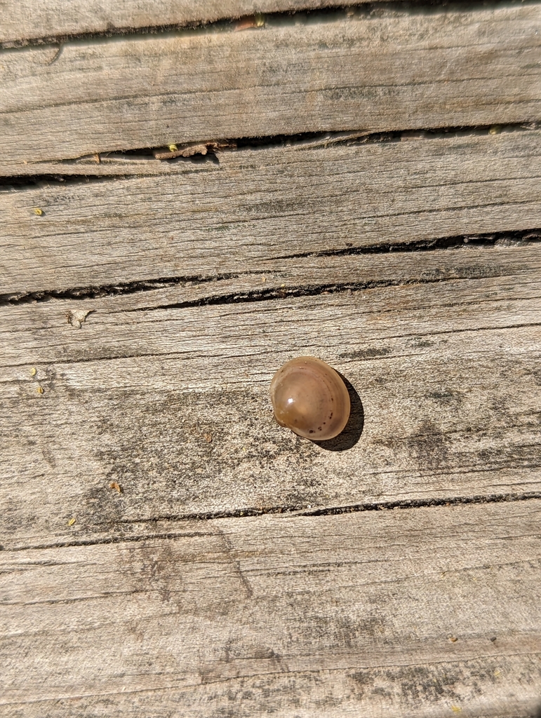 Musculium from Chatham, NJ 07928, USA on May 10, 2023 at 03:08 PM by ...