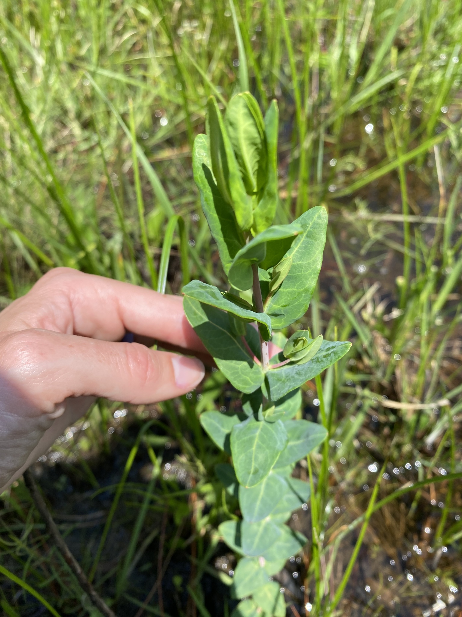 Hypericum virginicum L.