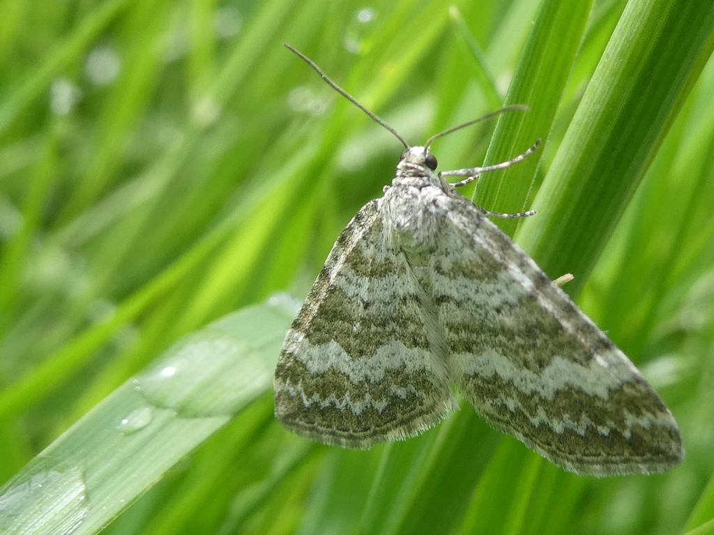 Grass Rivulet from Dudley, UK on May 10, 2023 at 09:00 AM by ecwoolley ...