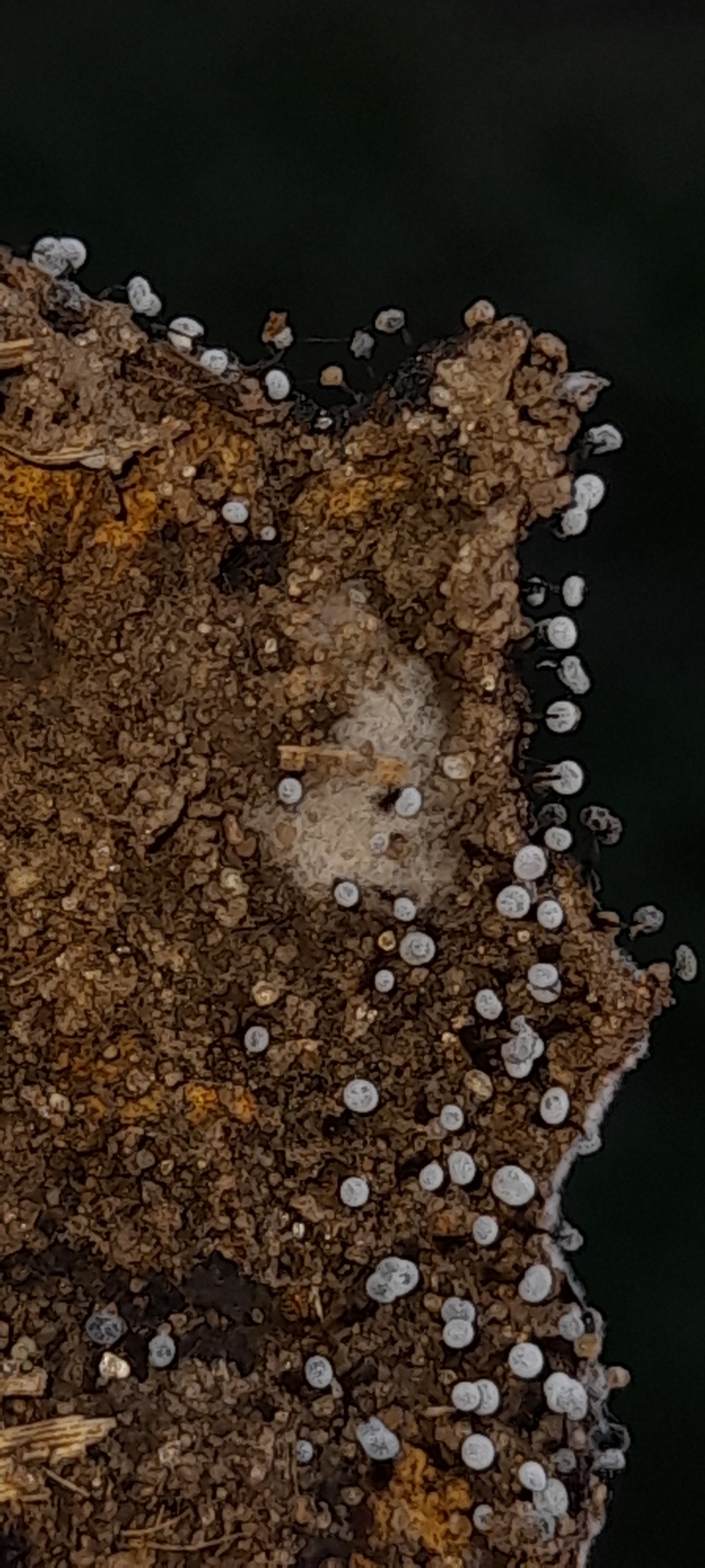 Didymium nigripes (Link) Fr., 1829