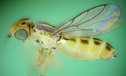 Meromyza triangulina · iNaturalist