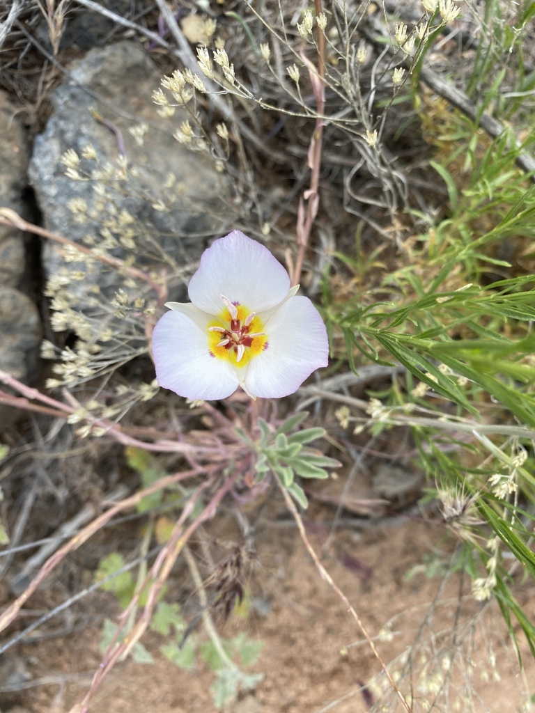 Arizona mariposa lily from Coconino National Forest, Sedona, AZ, US on ...