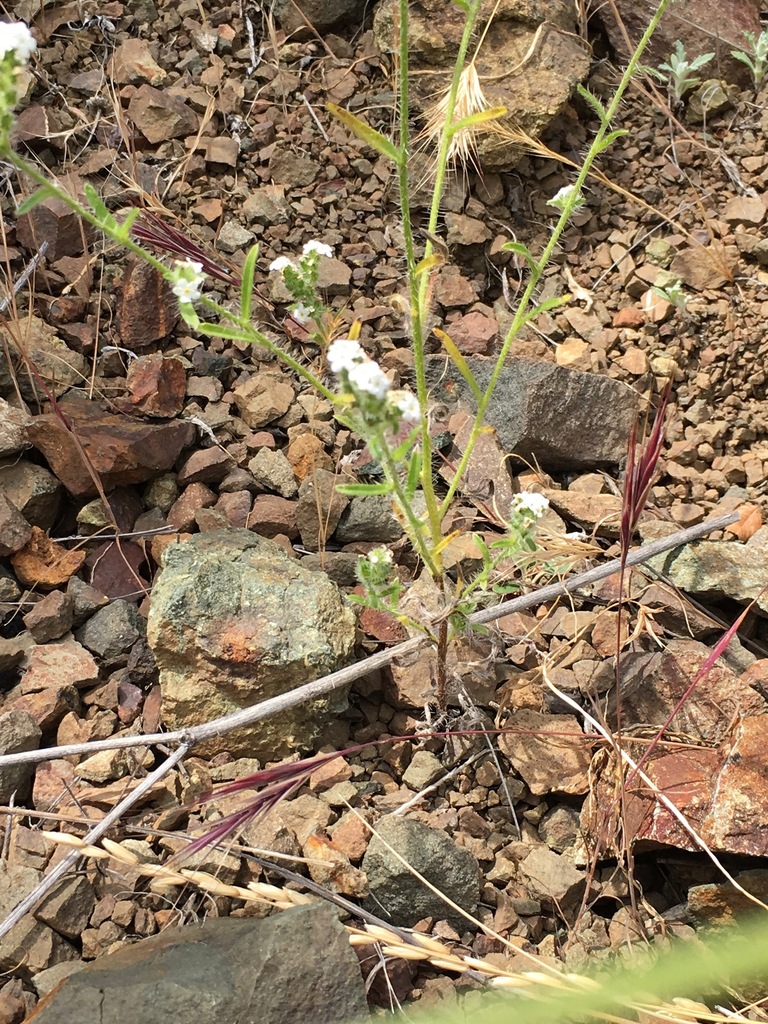 gravel cryptantha in May 2023 by David Gowen. This is called C ...