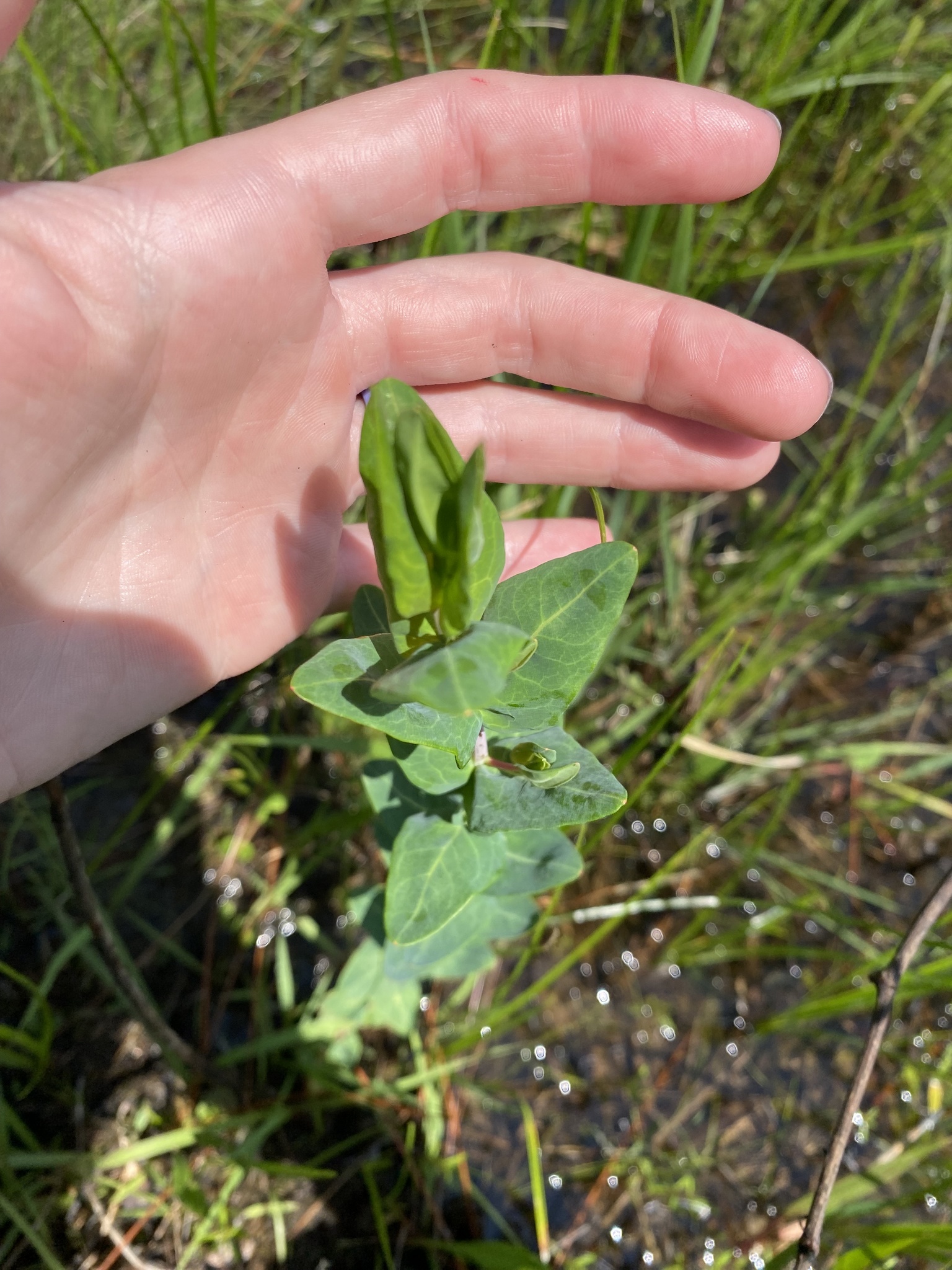 Hypericum virginicum L.