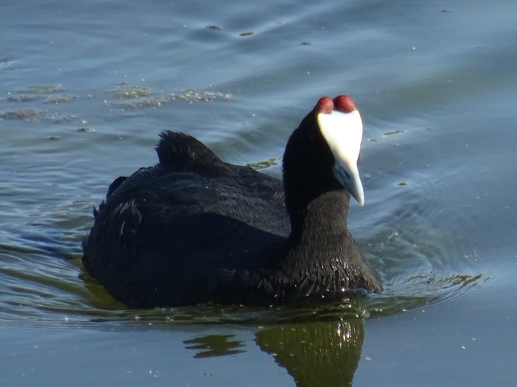 Red-knobbed Coot in May 2023 by Inma Torres · iNaturalist