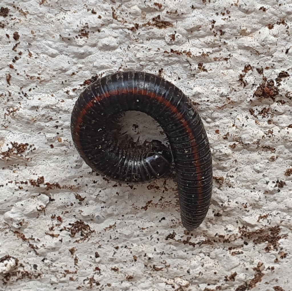 Megaphyllum from Neos Marmaras 630 81, Griechenland on May 10, 2023 at ...