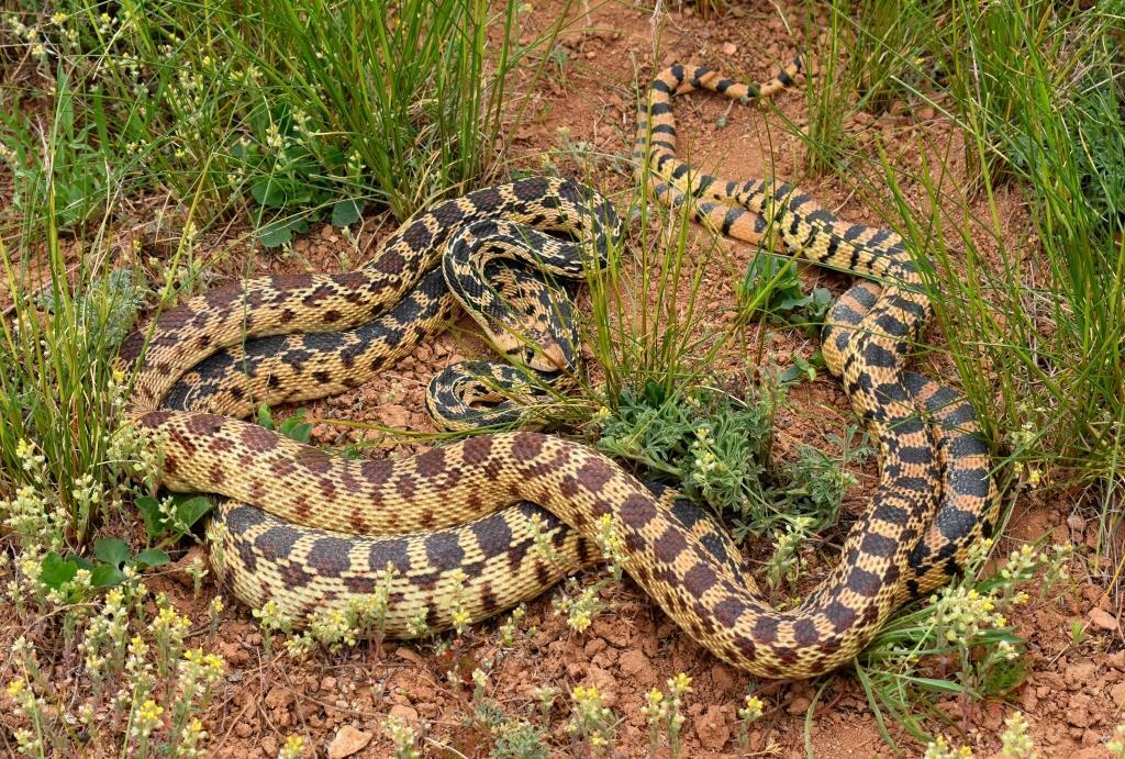 Great Basin Gopher Snake (Pituophis catenifer deserticola) - Snakes and ...