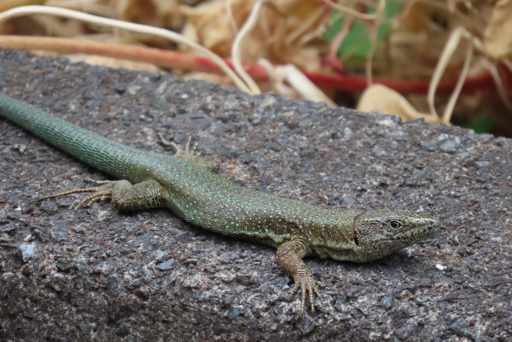 Madeira Lizard (Madeira) from 9240 Ponta Delgada, Portugal on May 03 ...