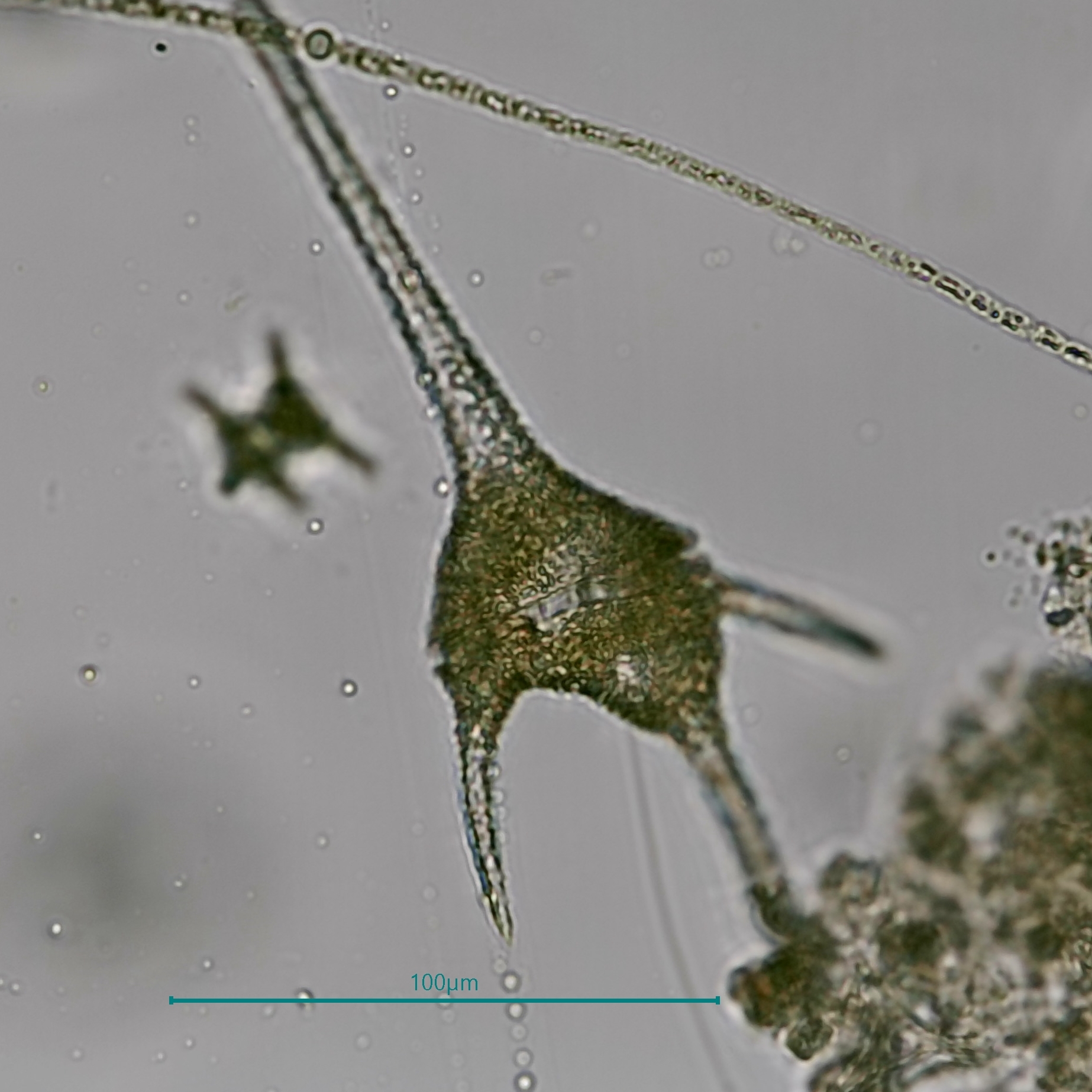 Ceratium F.Schrank, 1793