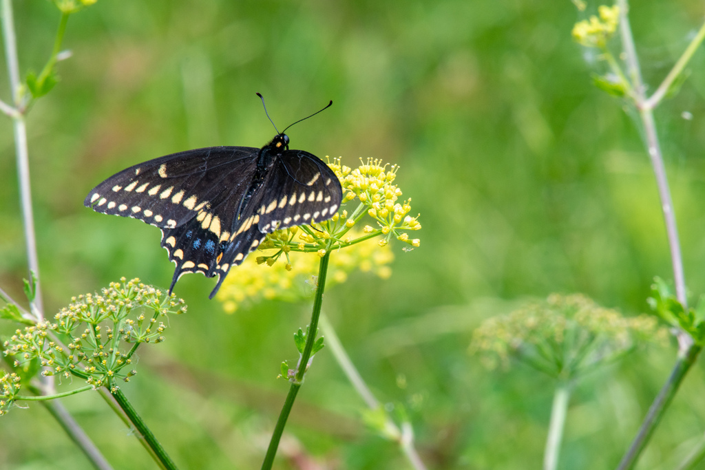 Black Swallowtail from Lewisville, TX, USA on May 09, 2023 at 02:52 PM ...