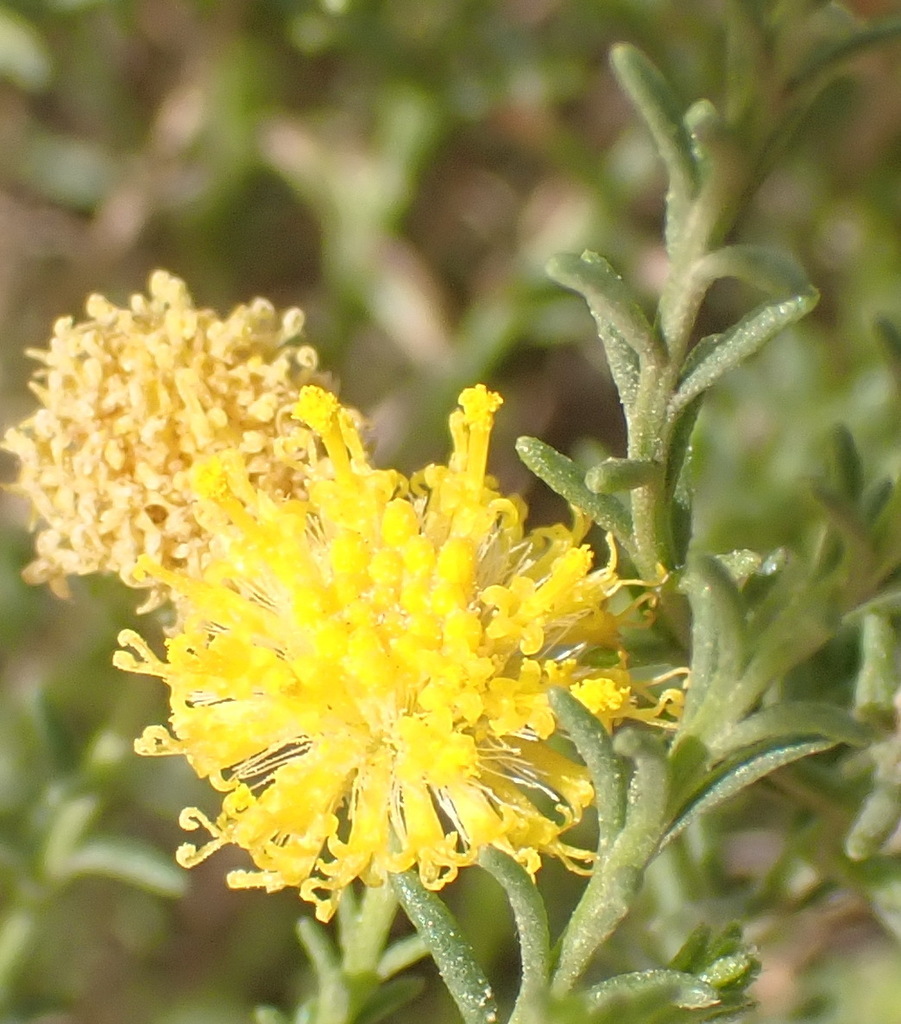 Bitterbush from Central Karoo District Municipality, South Africa on ...