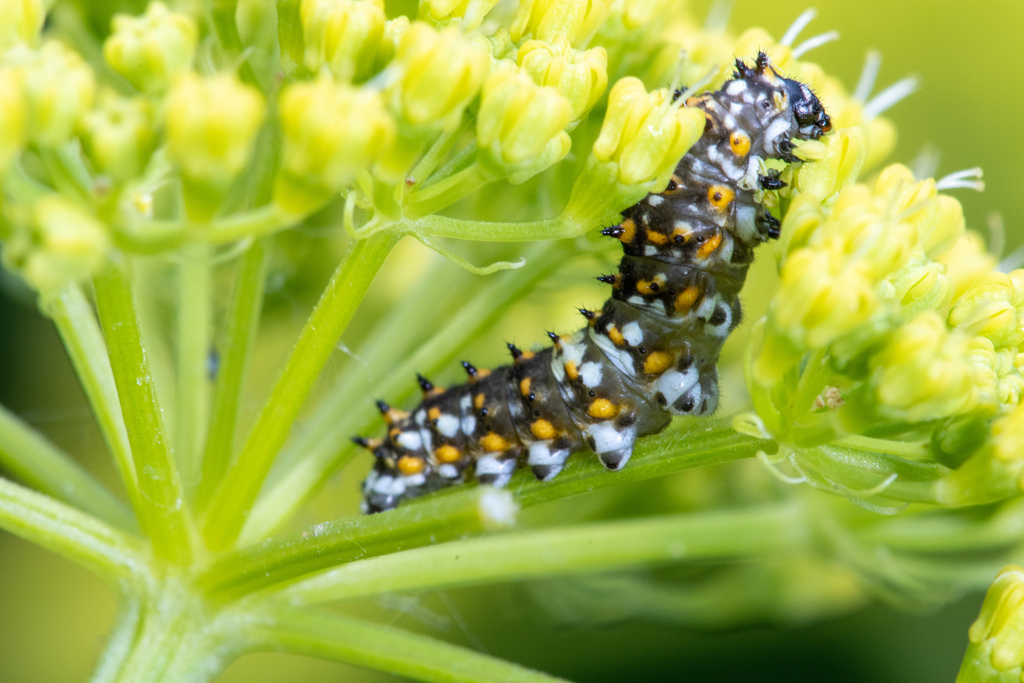 Black Swallowtail from Lewisville, TX, USA on May 02, 2023 at 01:18 PM ...
