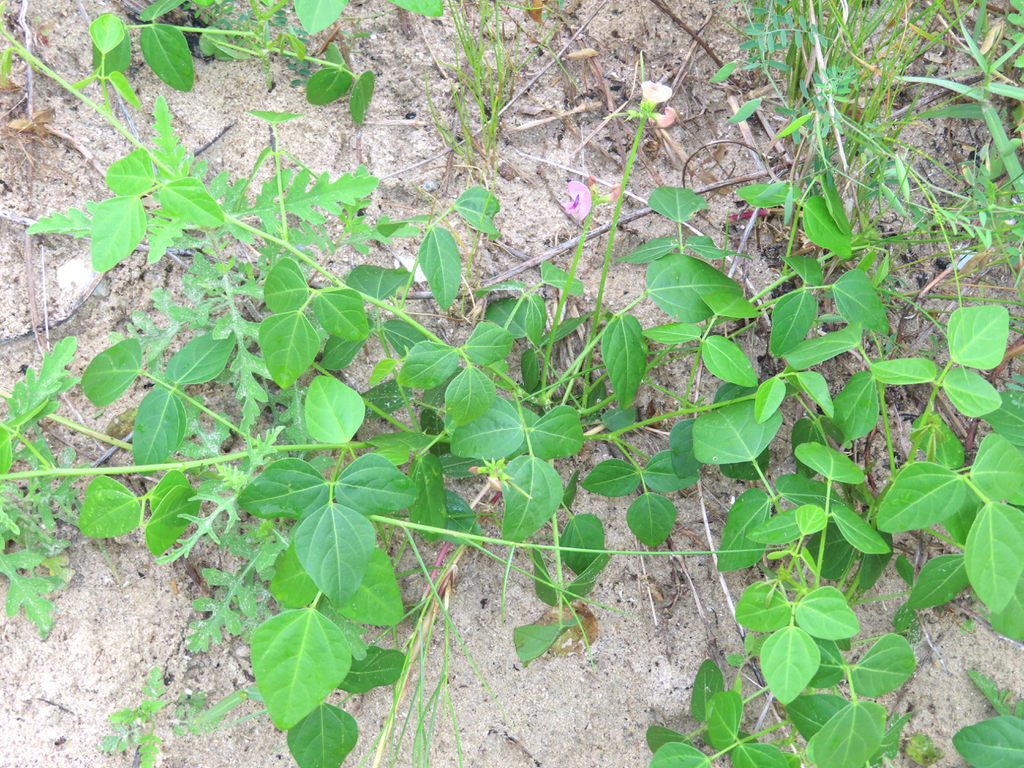 trailing fuzzy-bean from Bolivar Peninsula, TX, USA on April 23, 2023 ...
