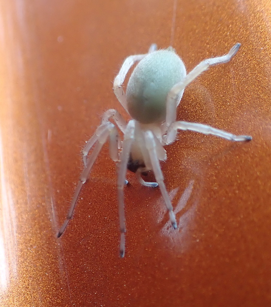 Common House Sac Spider from Prince Albert, 6930, South Africa on May ...