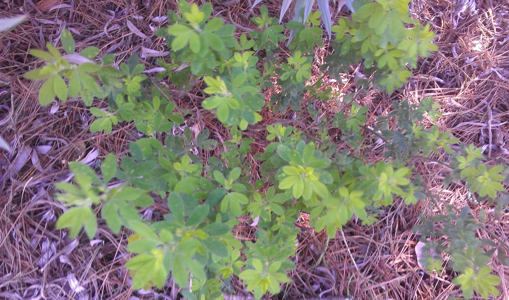 French broom from uc berkeley on March 21, 2013 by Kendall Williams ...