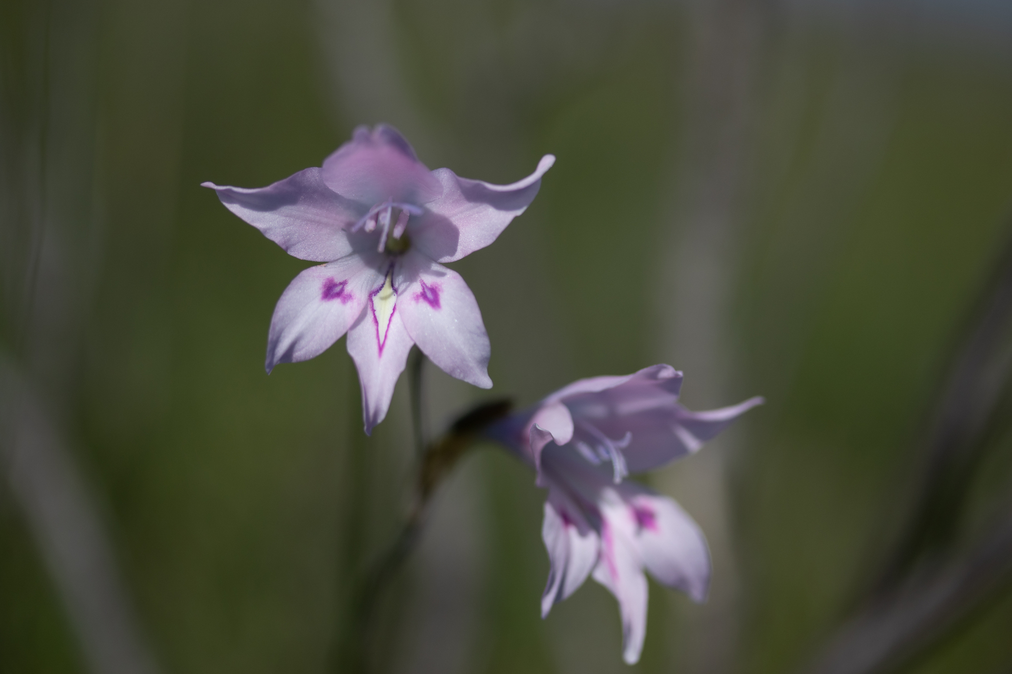 Gladiolus inflatus (Thunb.) Thunb.