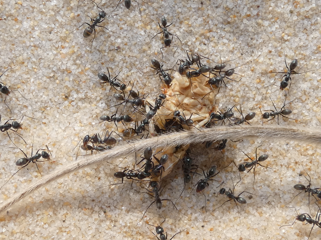 Rainbow, Tyrant, and Meat Ants from Seal Rocks NSW 2423, Australia on ...