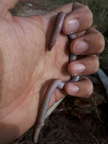 Darwin's Ringed Worm Lizard (Amphisbaena darwinii) - Snakes and Lizards