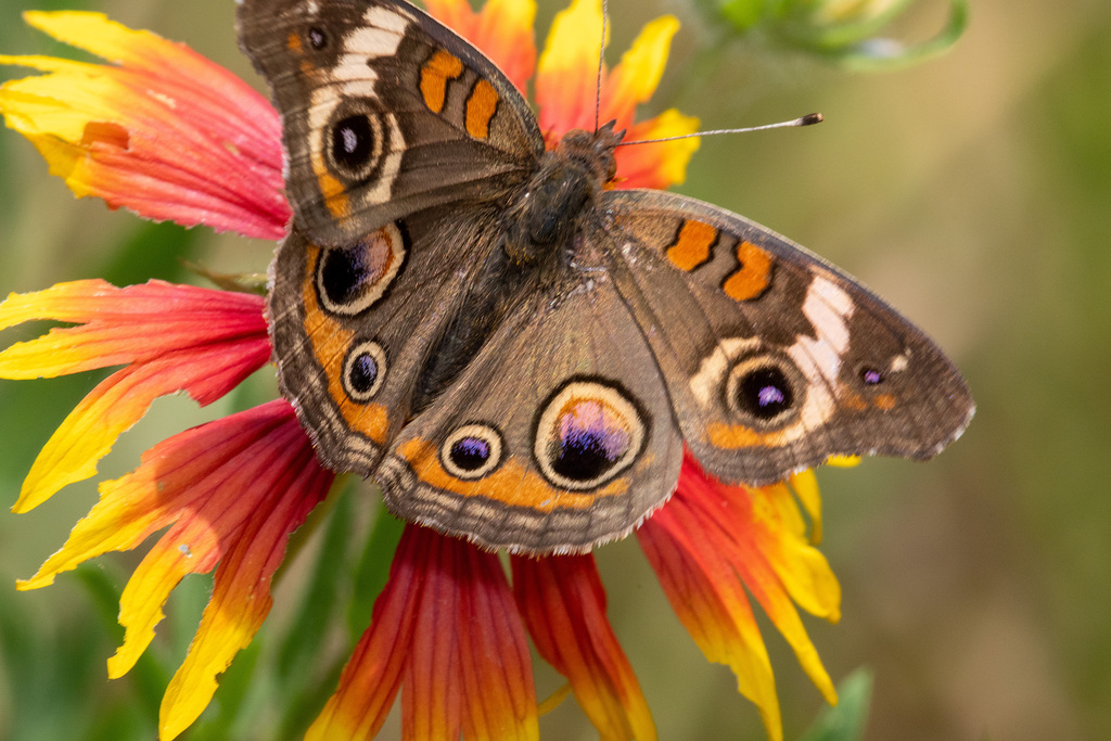 Common Buckeye from Lewisville, TX, USA on May 9, 2023 at 02:05 PM by ...