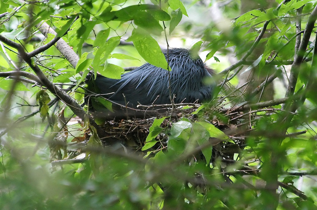 Little Blue Heron from UTSW rookery Campus, Dallas, TX 75390, USA on ...