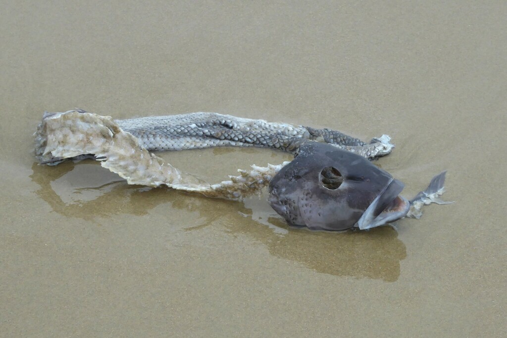 New Zealand Blue Cod from Waikouaiti, New Zealand on May 01, 2023 at 02 ...