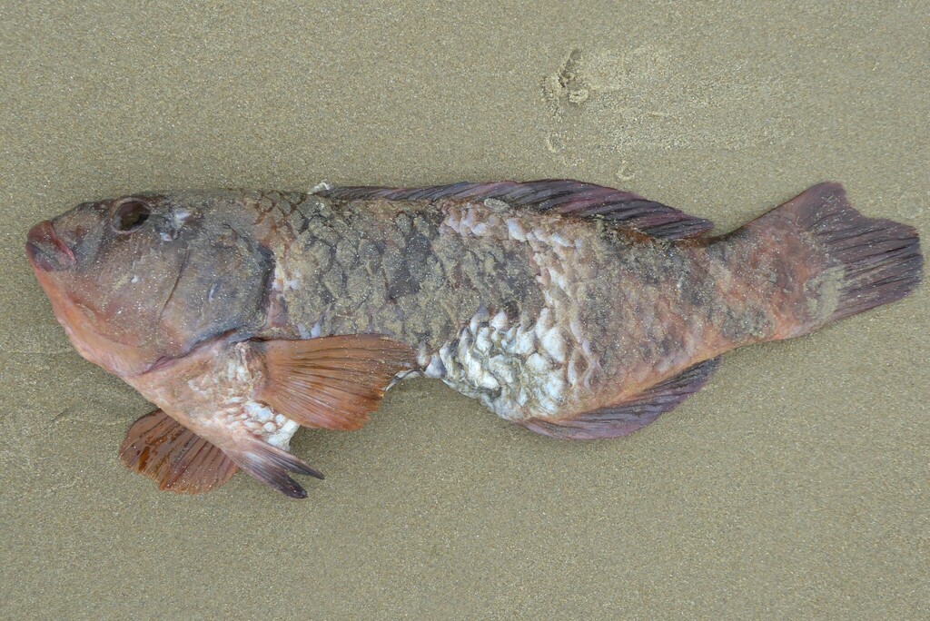 Purple Wrasse from Waikouaiti, New Zealand on May 01, 2023 at 02:31 PM ...