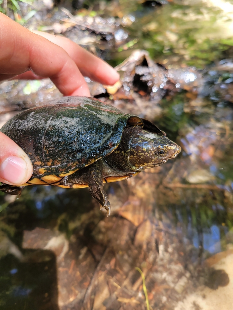 Southeastern Mud Turtle from Tallahassee, FL 32310, USA on May 10, 2023 at 03:49 PM by Joe ...