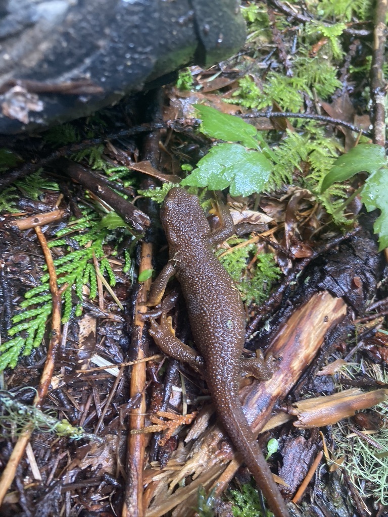 Rough-skinned Newt from Pierce County, WA, USA on May 6, 2023 at 02:07 ...