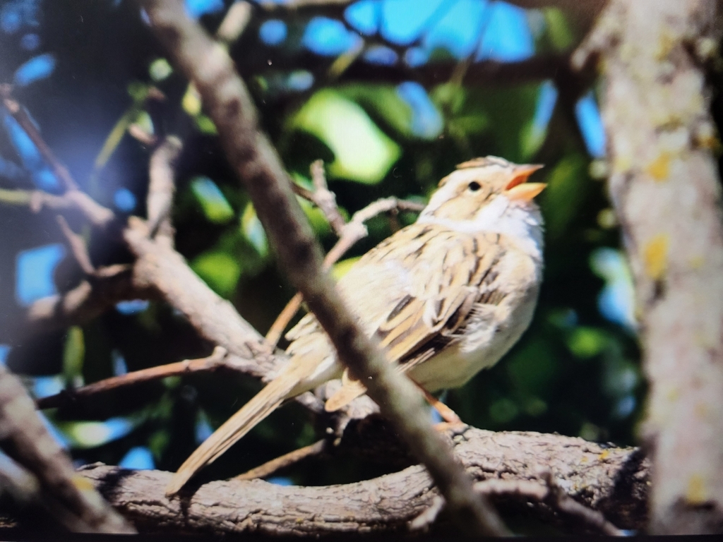 Clay-colored Sparrow from Windsor Park, Austin, TX, USA on May 10, 2023 ...