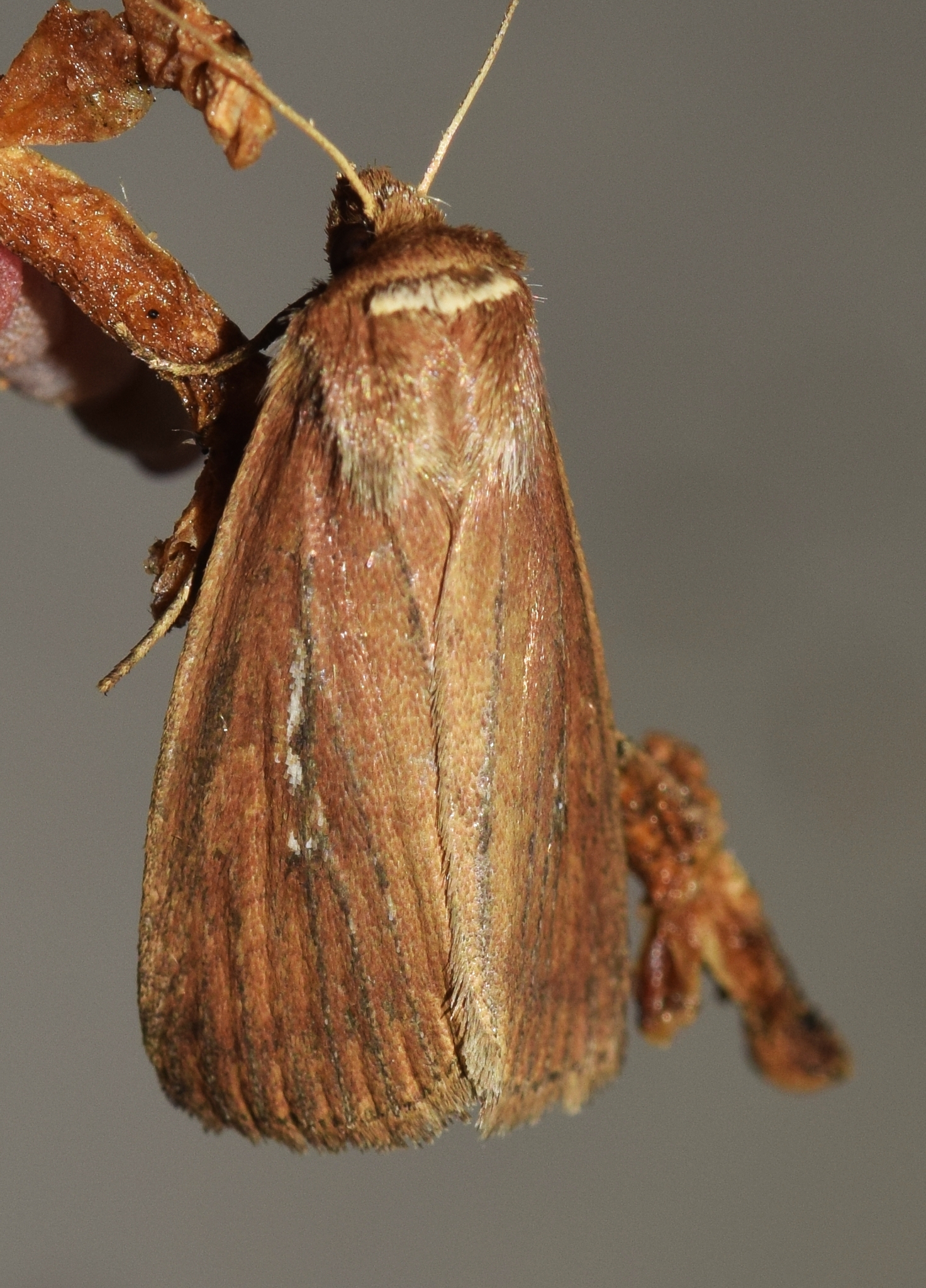 Lenisa geminipuncta Haworth, 1809