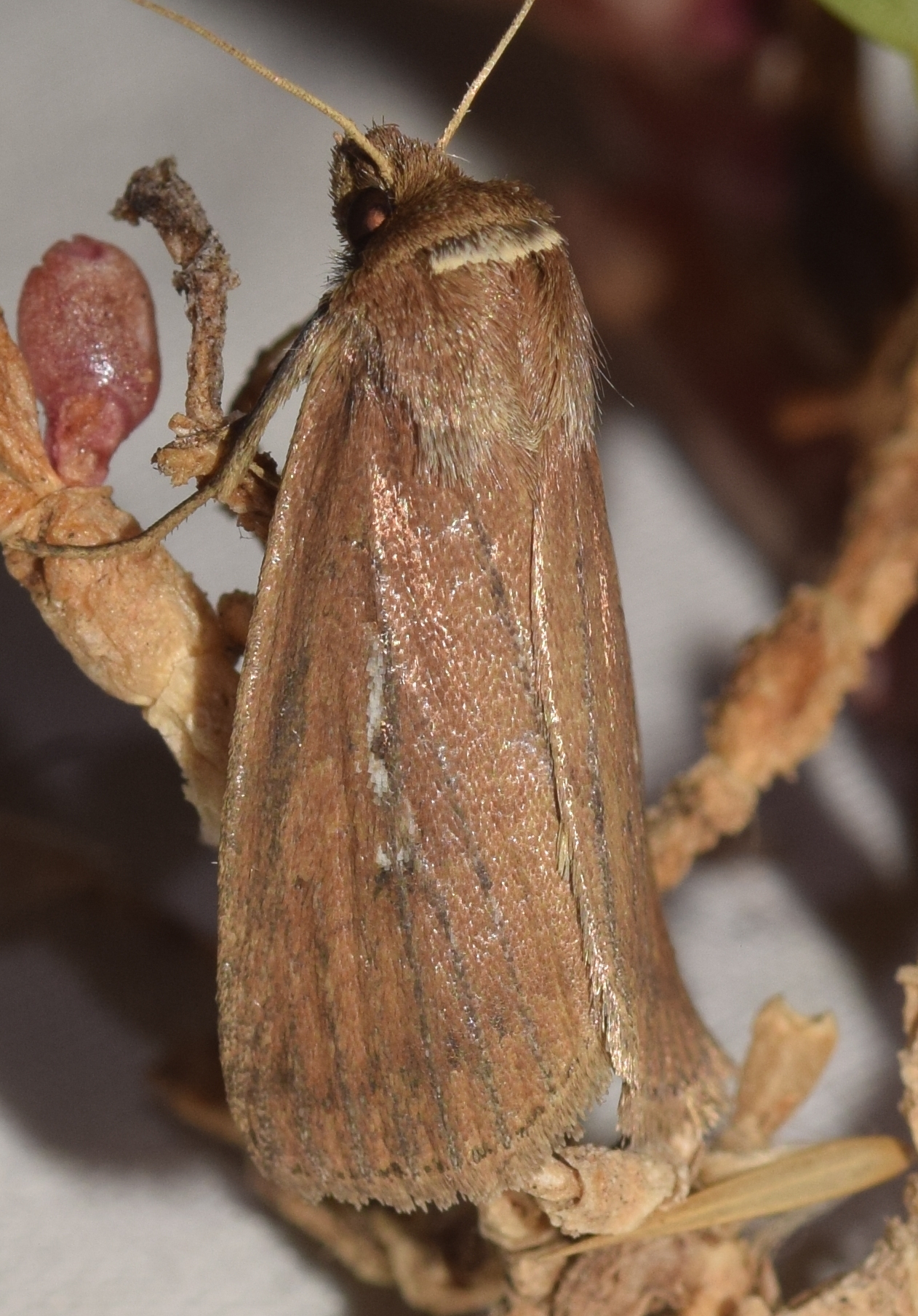 Lenisa geminipuncta Haworth, 1809