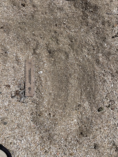 Mountain Lion Tracks – NatureTracking