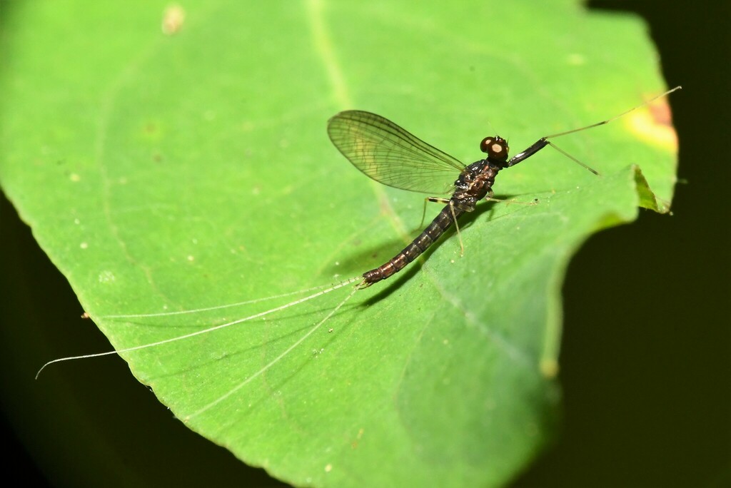 Habrophlebia vibrans from Gadsden County, FL, USA on May 10, 2023 at 12 ...