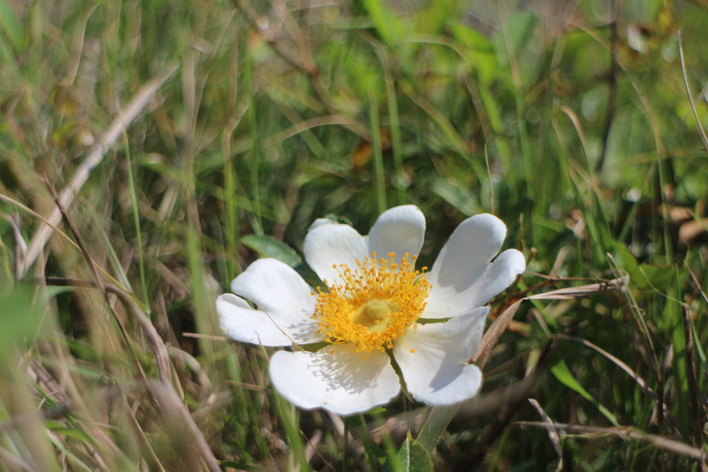 Macartney's rose in May 2023 by 羅元甫 · iNaturalist