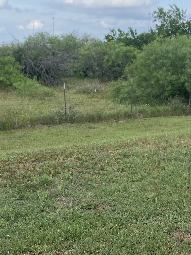 Scissor-tailed Flycatcher from Old Bridge Trail, Kyle, TX, US on May 10 ...