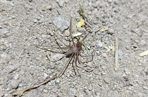 Loxosceles alamosa · iNaturalist